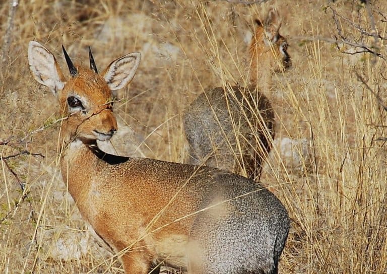 Damara Dik-Dik In Namibia | Namibian Damara Dik-Dik | Namibian Wildlife