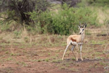 Springbok in Namibia | Namibian Springbok | Namibian Wildlife