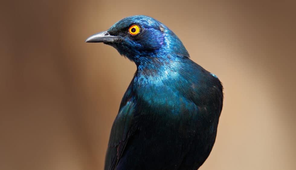 Nature At Arebbusch | Arebbusch Travel Lodge Nature