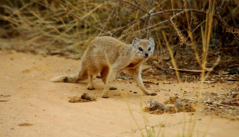 Nature At Arebbusch | Arebbusch Travel Lodge Nature