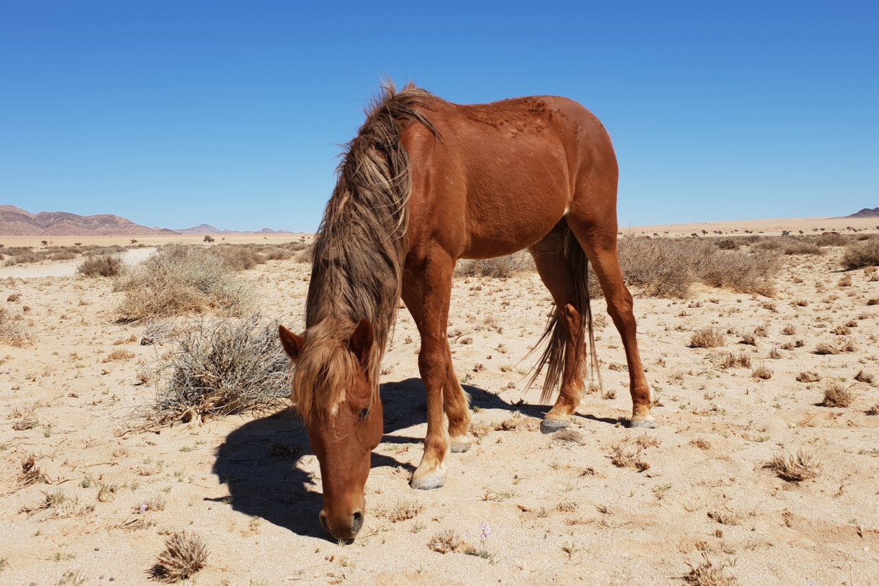 Wild Horses | Places To See | Attractions In Namibia