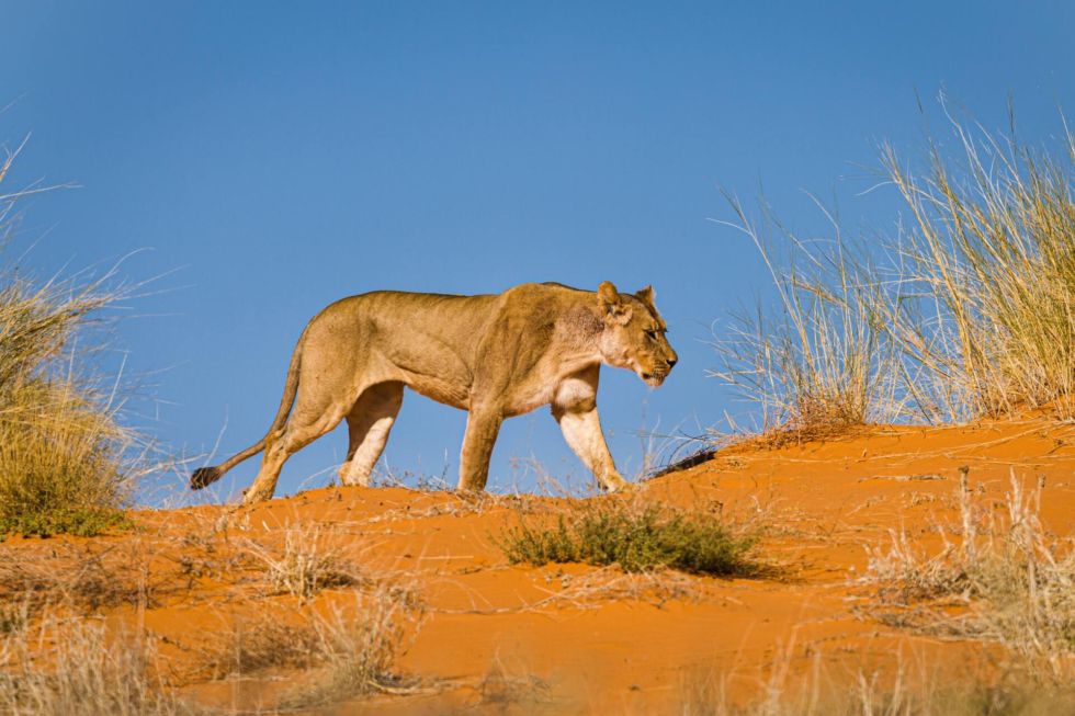 Kgalagadi Transfrontier Park | Transfrontier Park in Africa