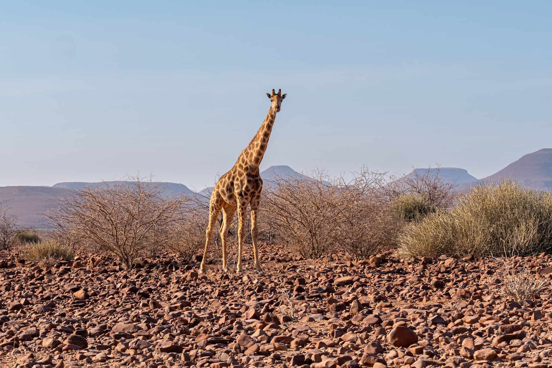 Damaraland | Region in Namibia