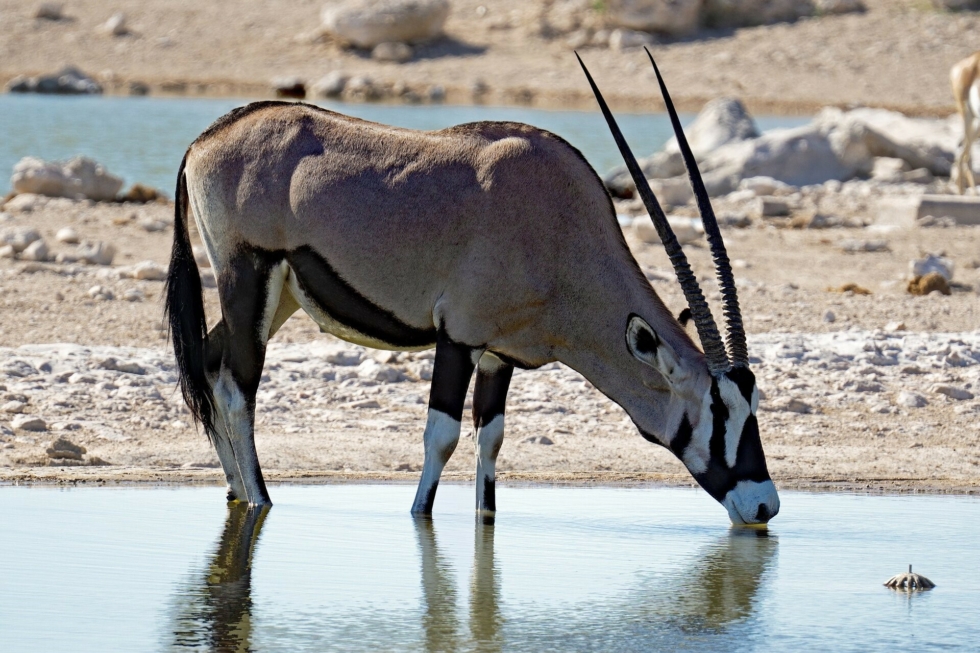 The Oryx | Namibia’s National Animal